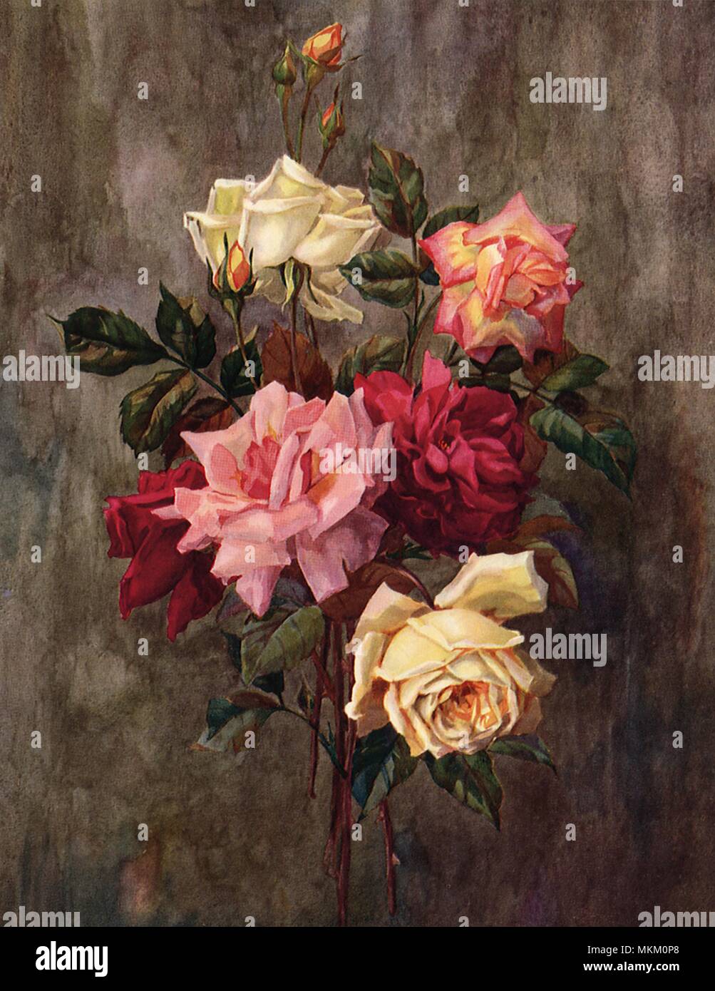 Roses of different colors hi-res stock photography and images - Alamy