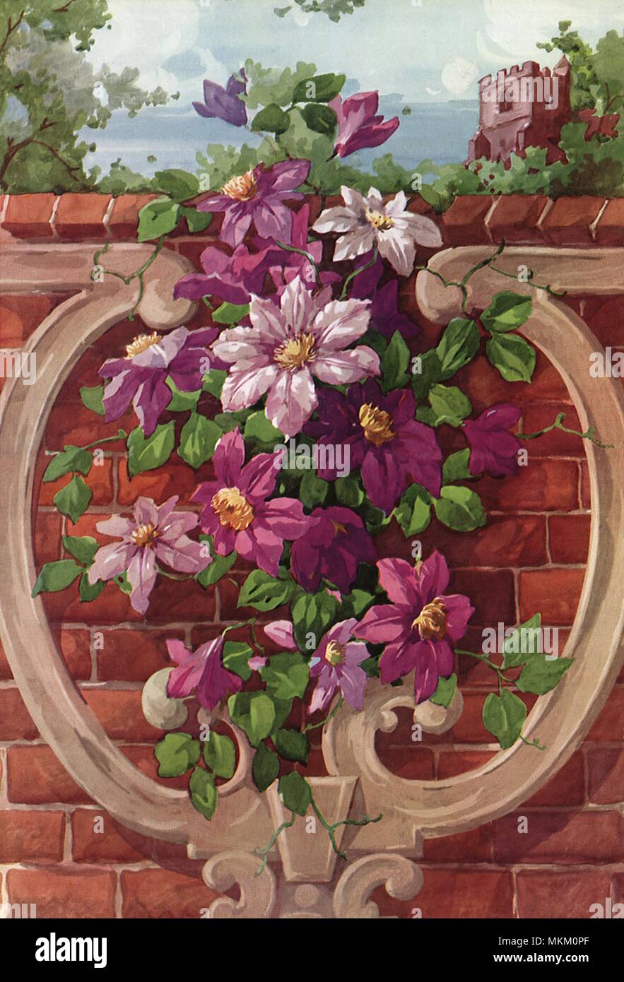 Purple clematis wall hi-res stock photography and images - Alamy