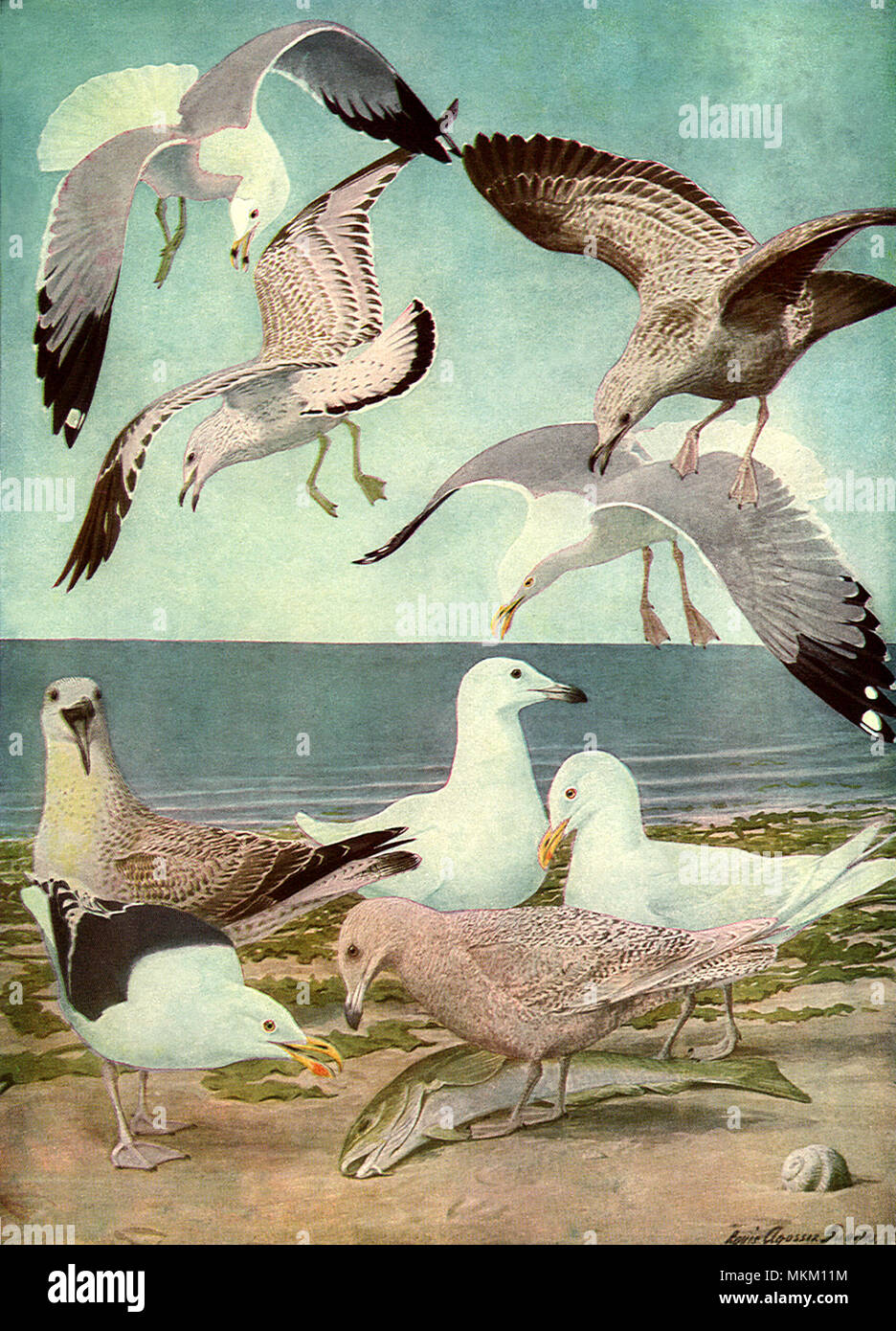 Cluster of birds hi-res stock photography and images - Alamy