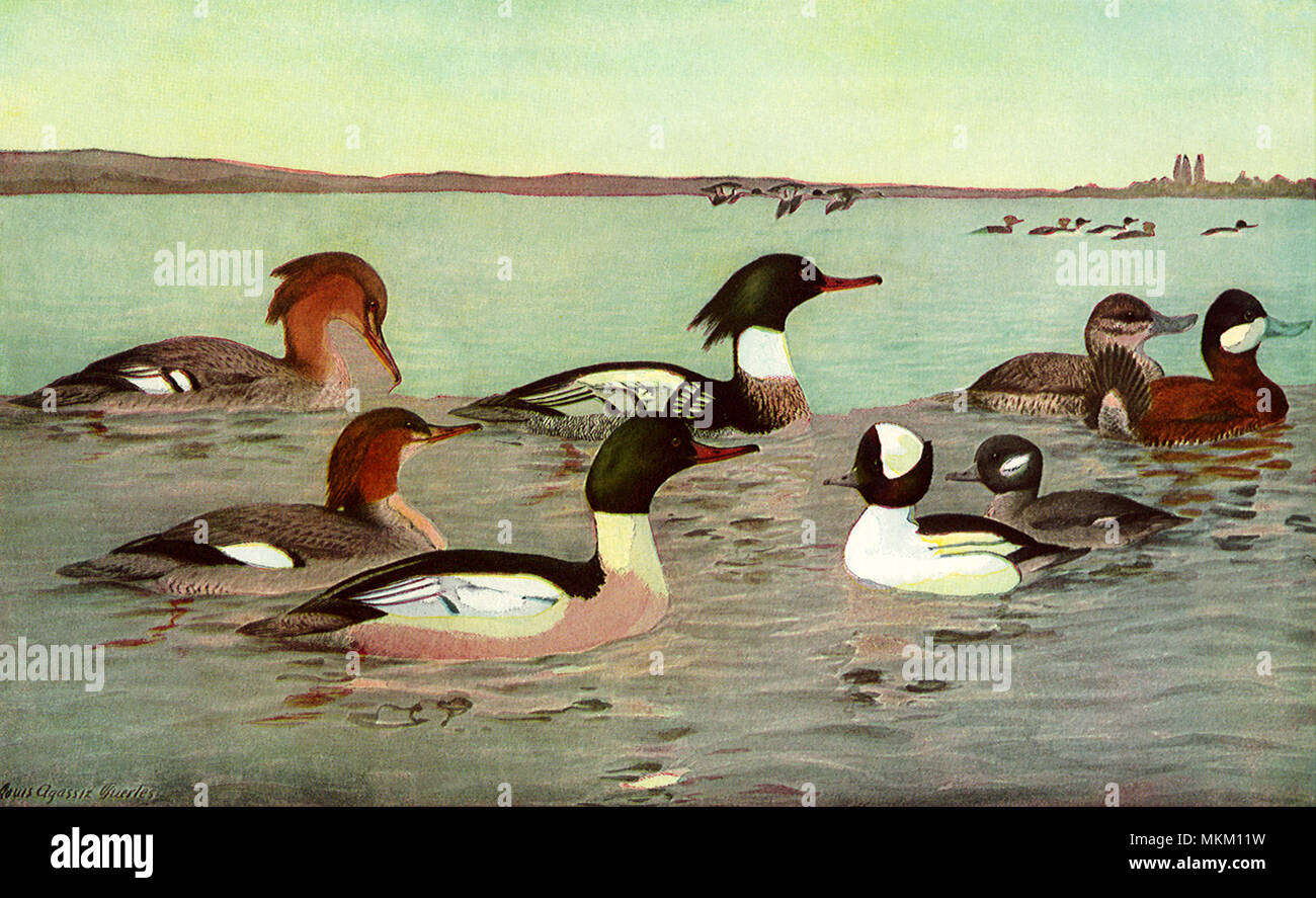 Birds and water creatures hi-res stock photography and images - Alamy