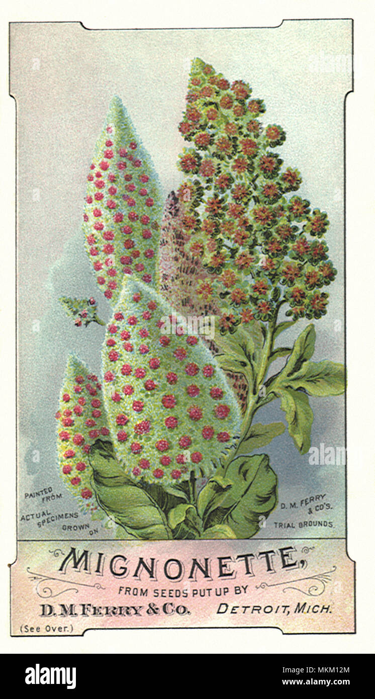 Small Red Flowers Stock Photo - Alamy