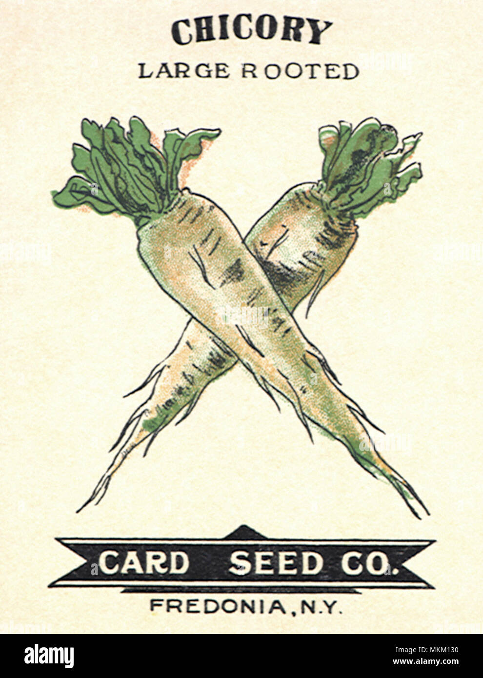 Chicory Seed Packet Stock Photo - Alamy