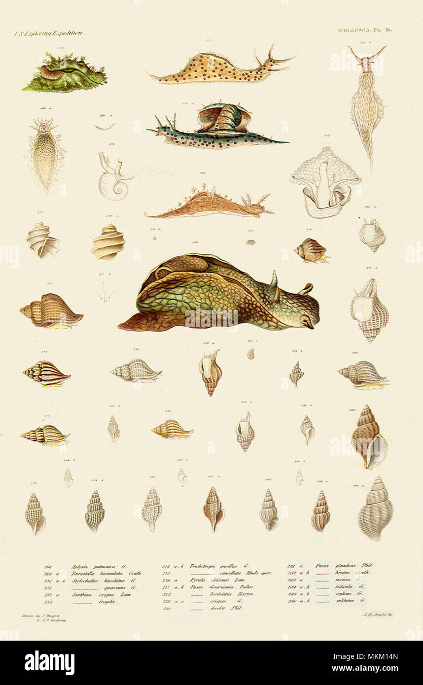 Sea Snails, Shells Stock Photo - Alamy