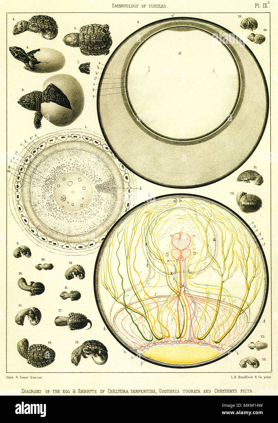 Embryonic Turtle Life Stock Photo - Alamy