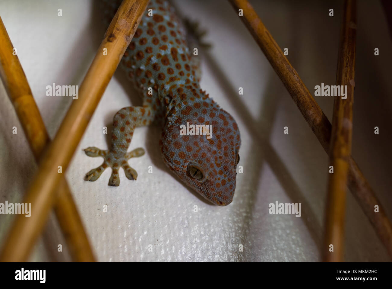 A large Tokay Gecko sitting in the wall. Koh Rong Samloem, Cambodia ...
