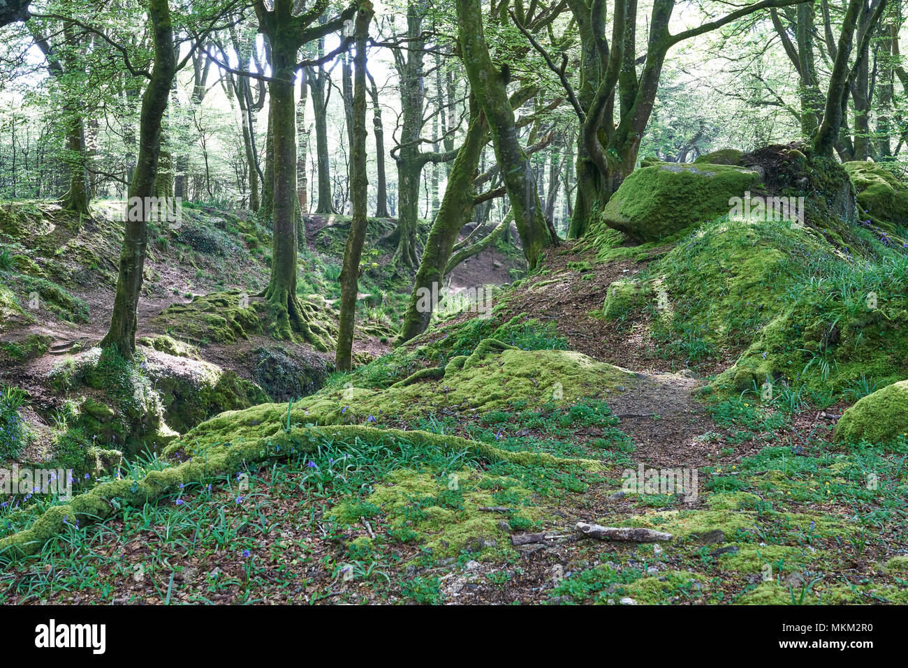 Woodland gb hi-res stock photography and images - Alamy