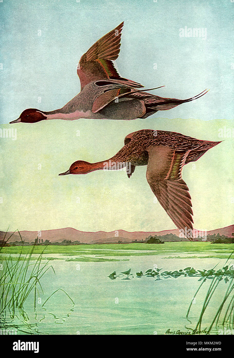 Pintail in Flight Stock Photo - Alamy