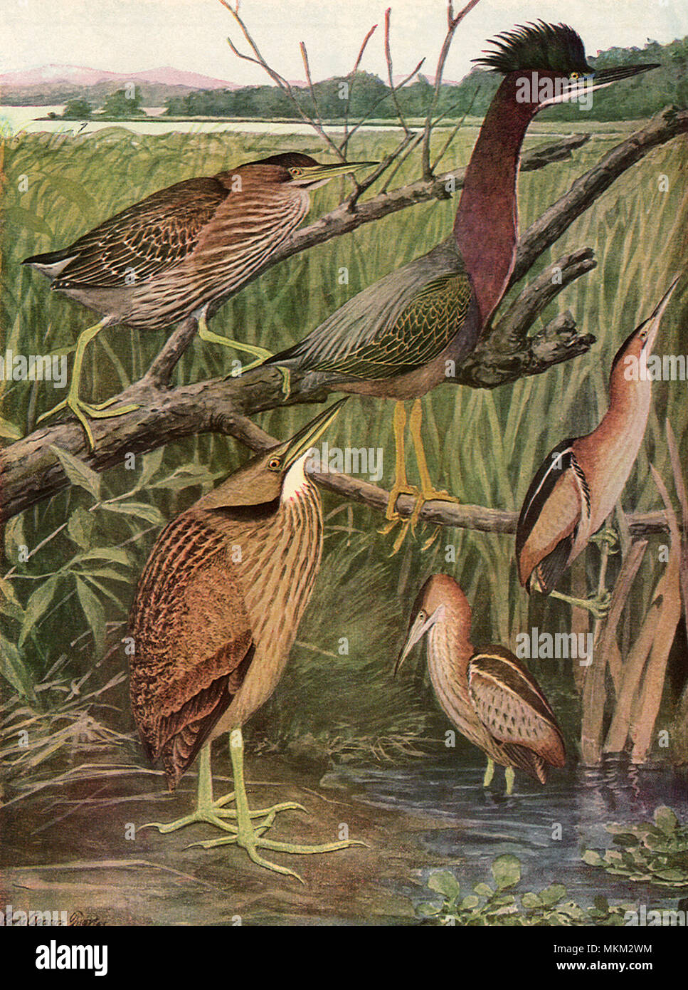 Bittern heron bitterns bird birds hi-res stock photography and images ...