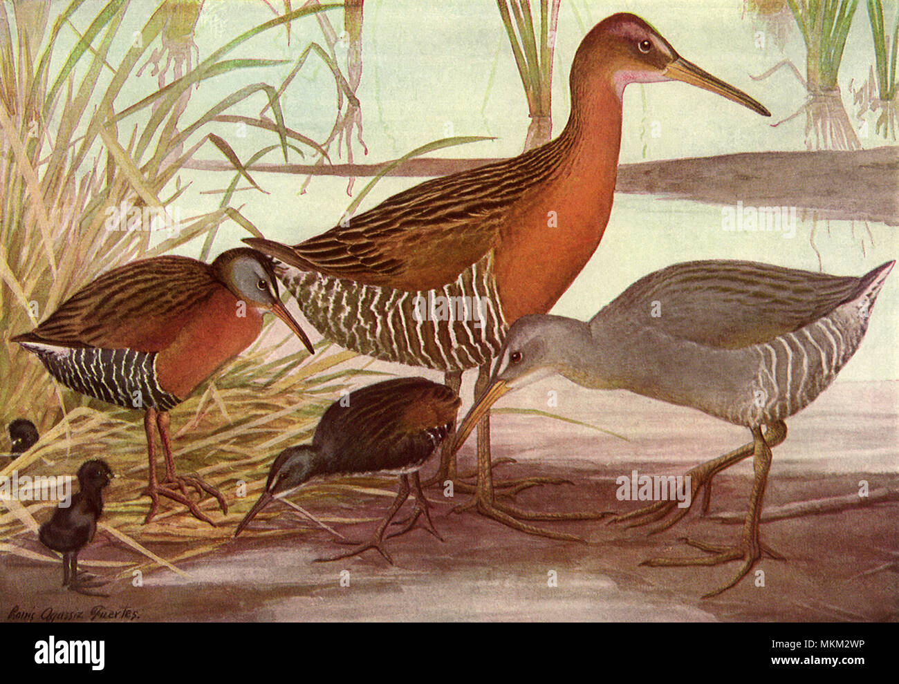 King rail bird hi-res stock photography and images - Alamy