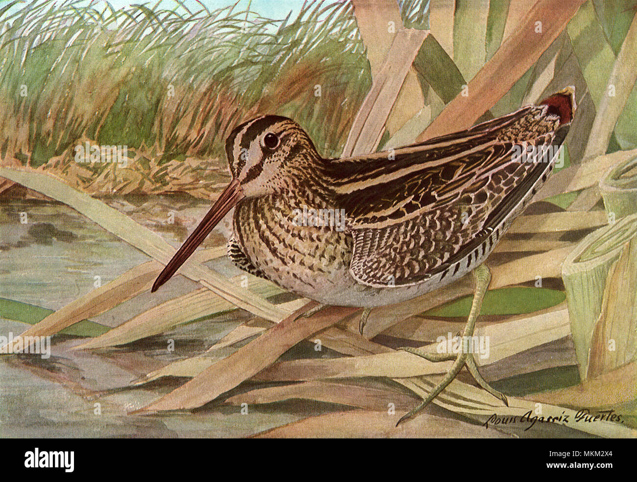 Wilsons snipe illustration hi-res stock photography and images - Alamy