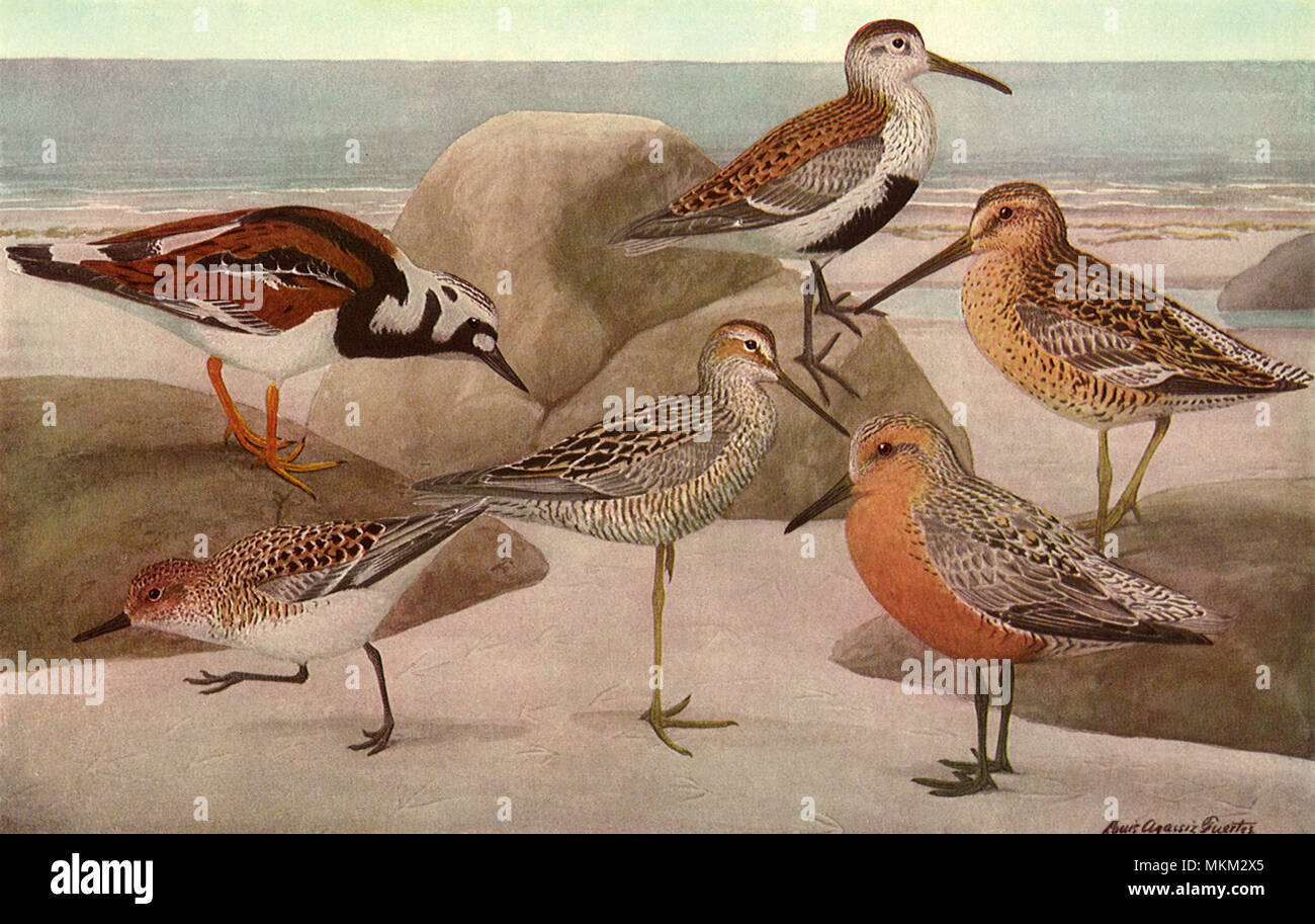 Six birds hi-res stock photography and images - Alamy