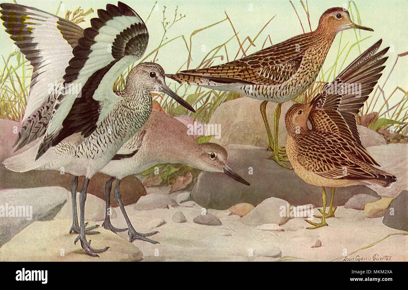 Plumed birds hi-res stock photography and images - Alamy