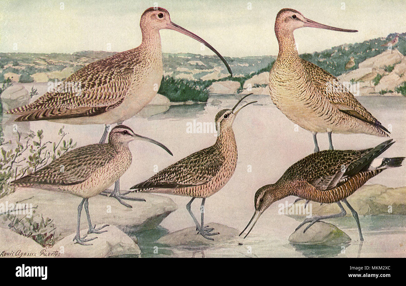 Long birds hi-res stock photography and images - Alamy