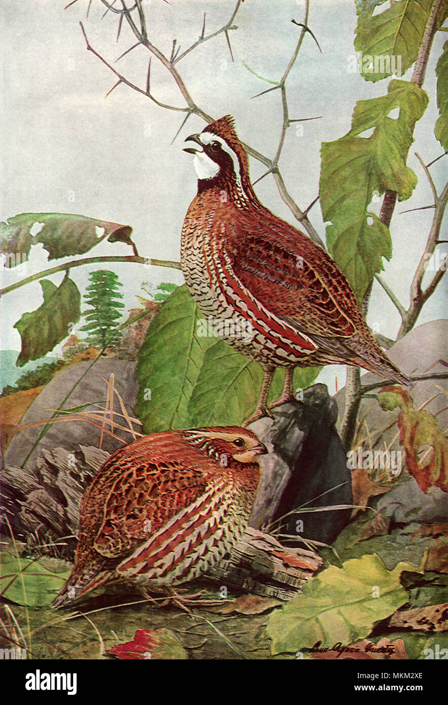 Bob bird hi-res stock photography and images - Alamy