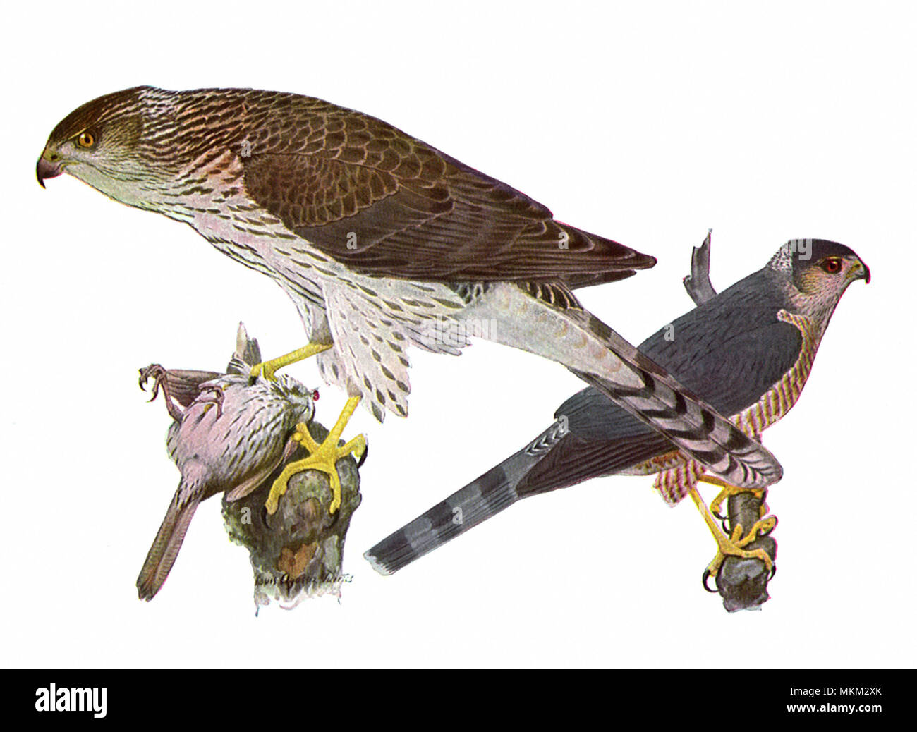 Female coopers hawk hi-res stock photography and images - Alamy