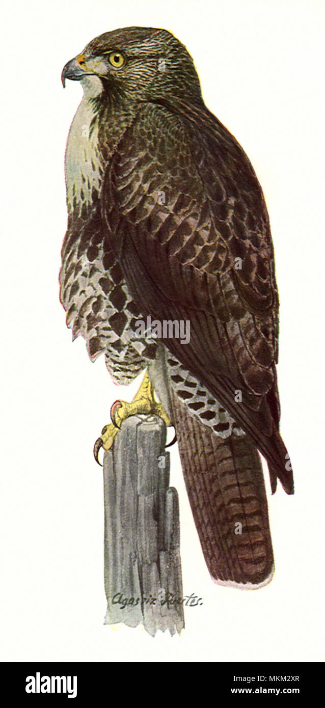 Hawk birds Cut Out Stock Images & Pictures - Alamy