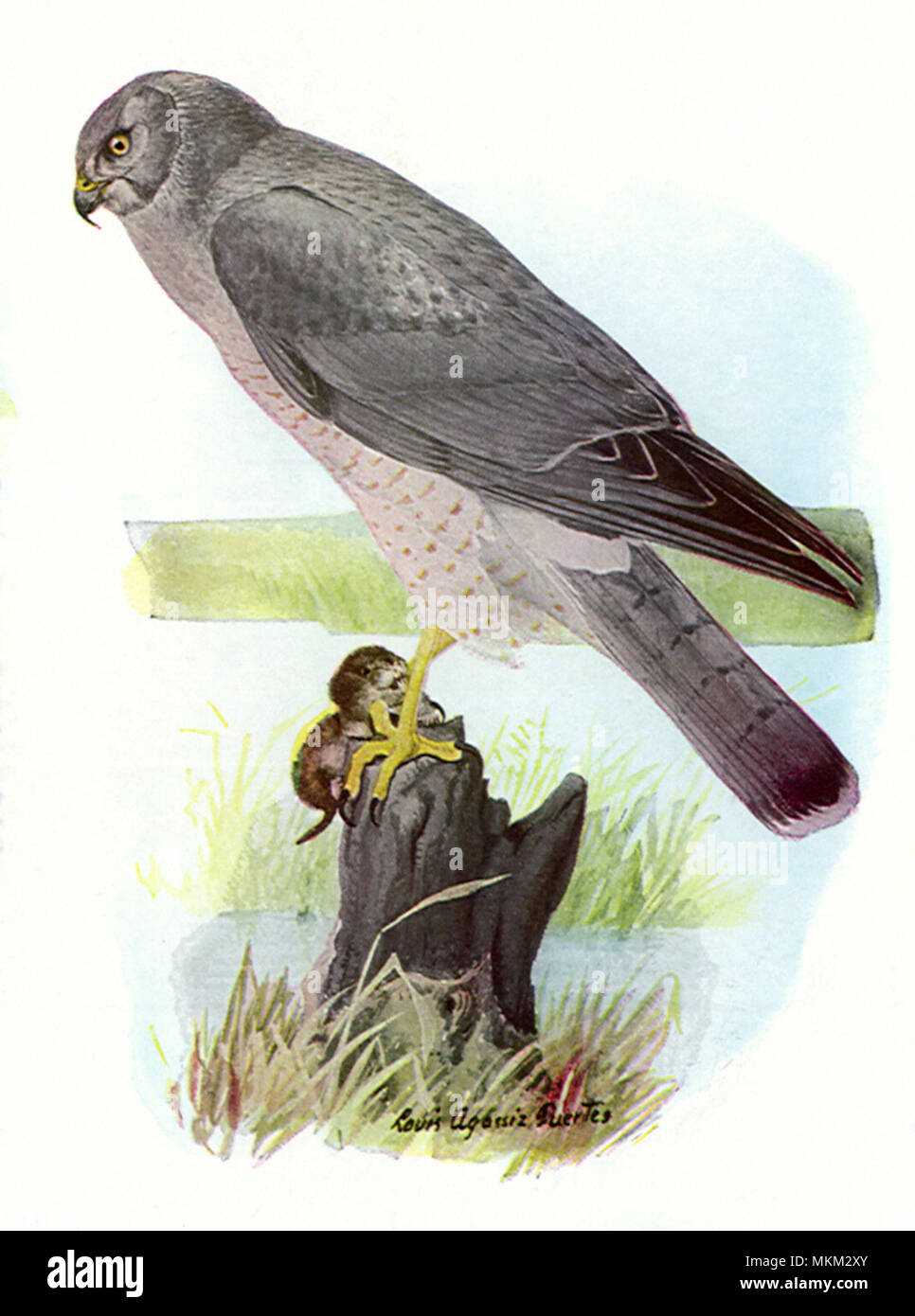 Beasts small Cut Out Stock Images & Pictures - Alamy