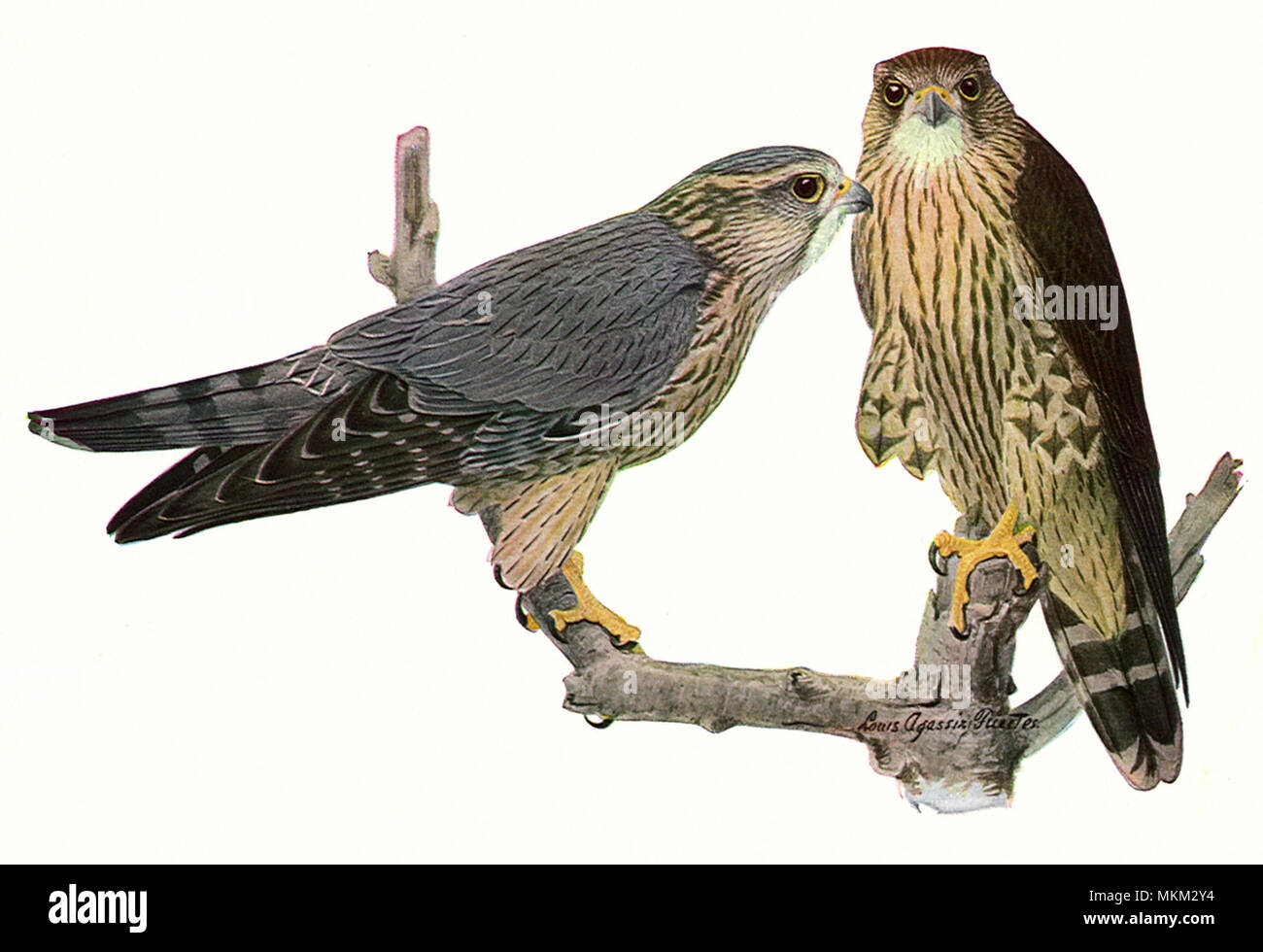 Vintage pigeon hi-res stock photography and images - Alamy