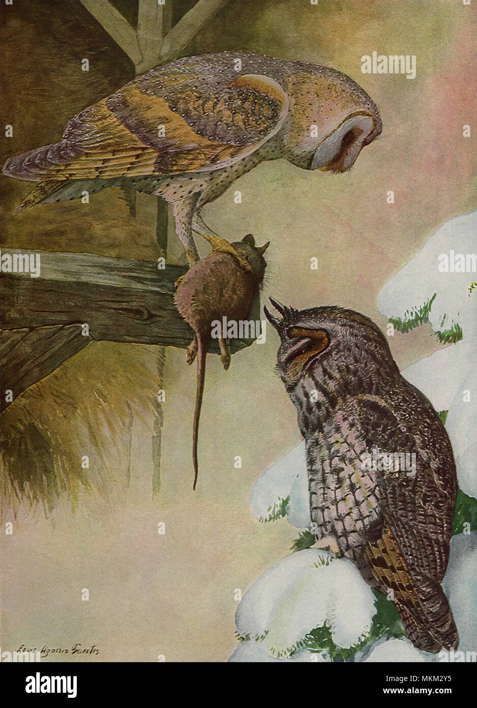 Feathered mouse hi-res stock photography and images - Alamy