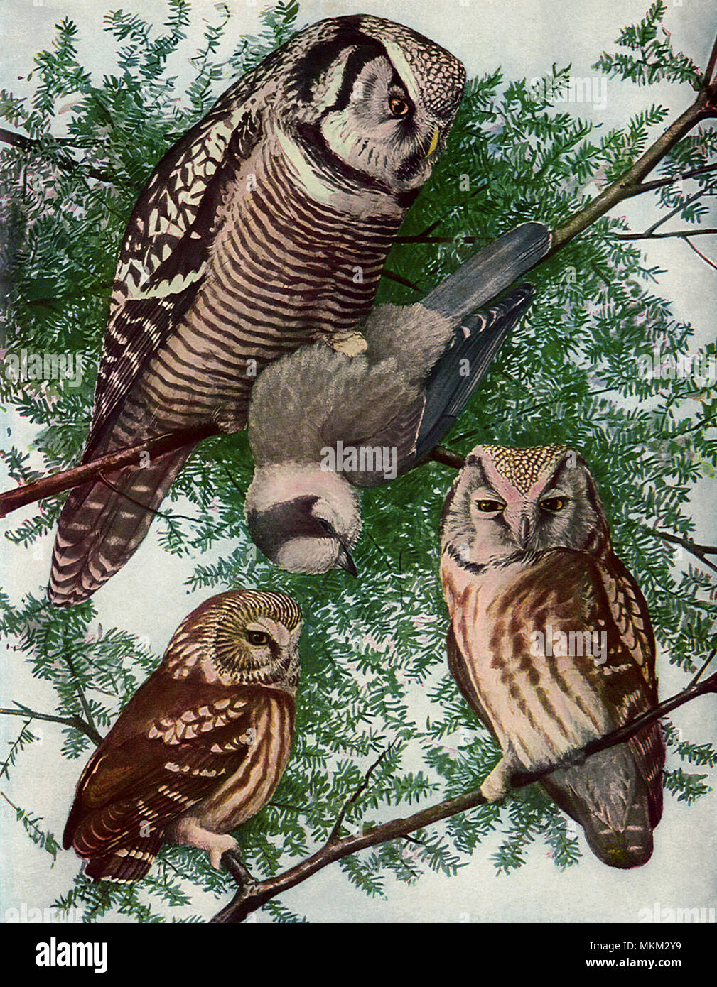 Owls in Tree Stock Photo - Alamy