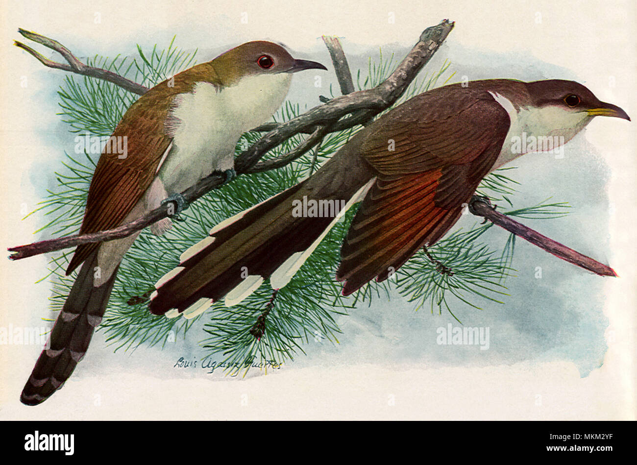Cuckoos birds hi-res stock photography and images - Alamy
