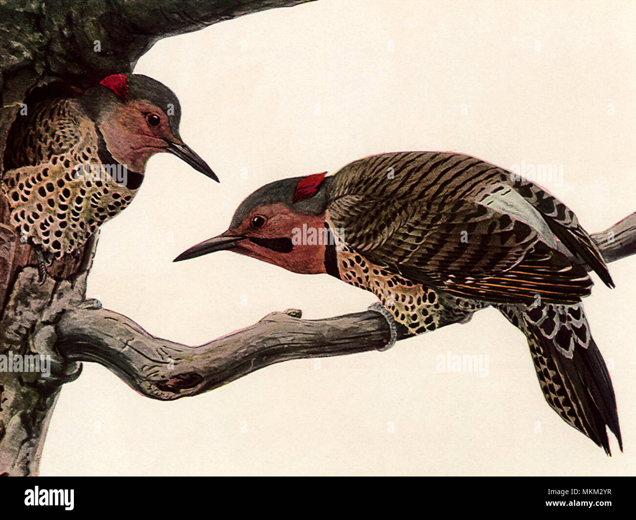 Hole tree trunk illustration hi-res stock photography and images - Alamy