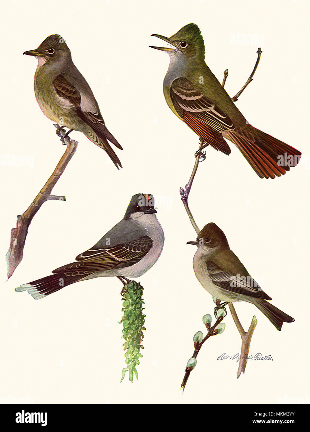 Various birds perched hi-res stock photography and images - Alamy