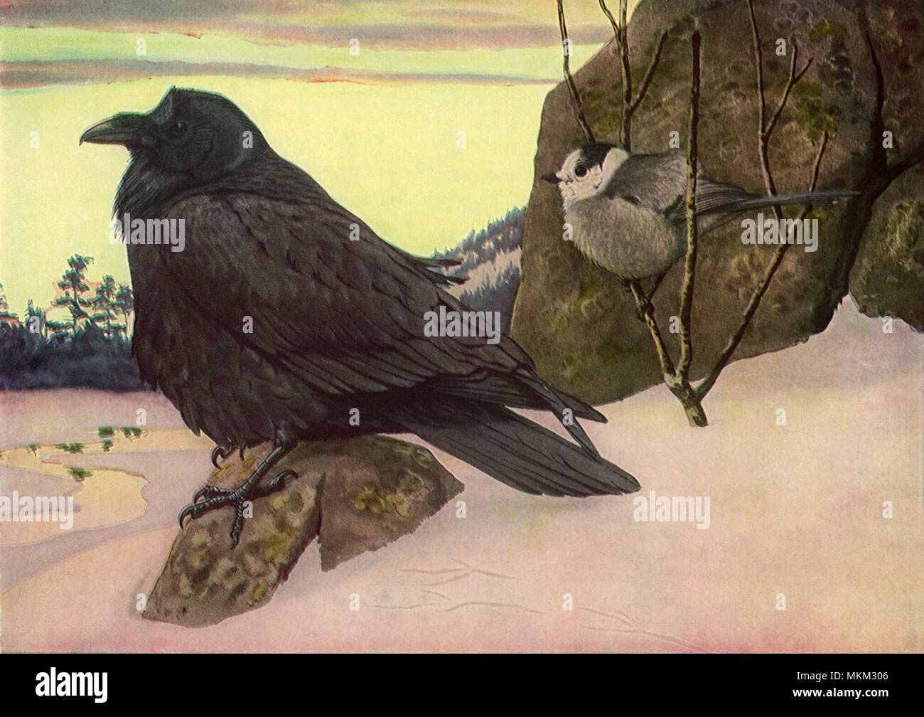 Raven and Canada Jay Stock Photo - Alamy