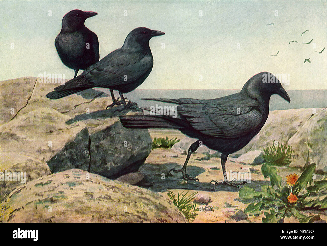 Crow and Fish Crows Stock Photo - Alamy