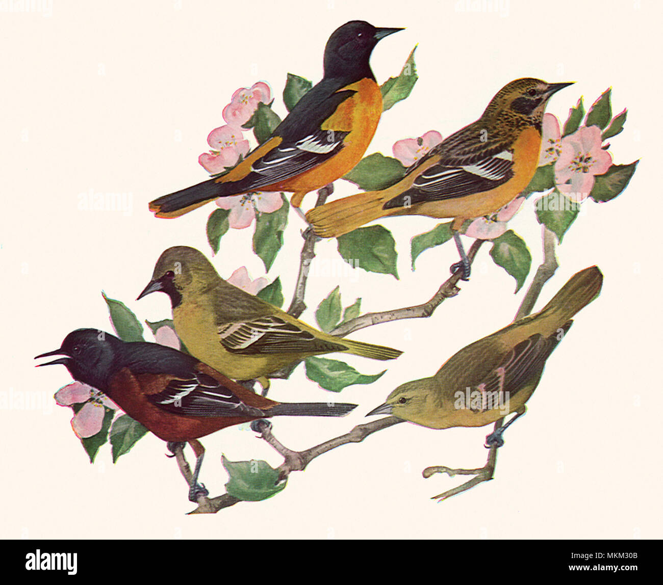 Orchard oriole female hi-res stock photography and images - Alamy