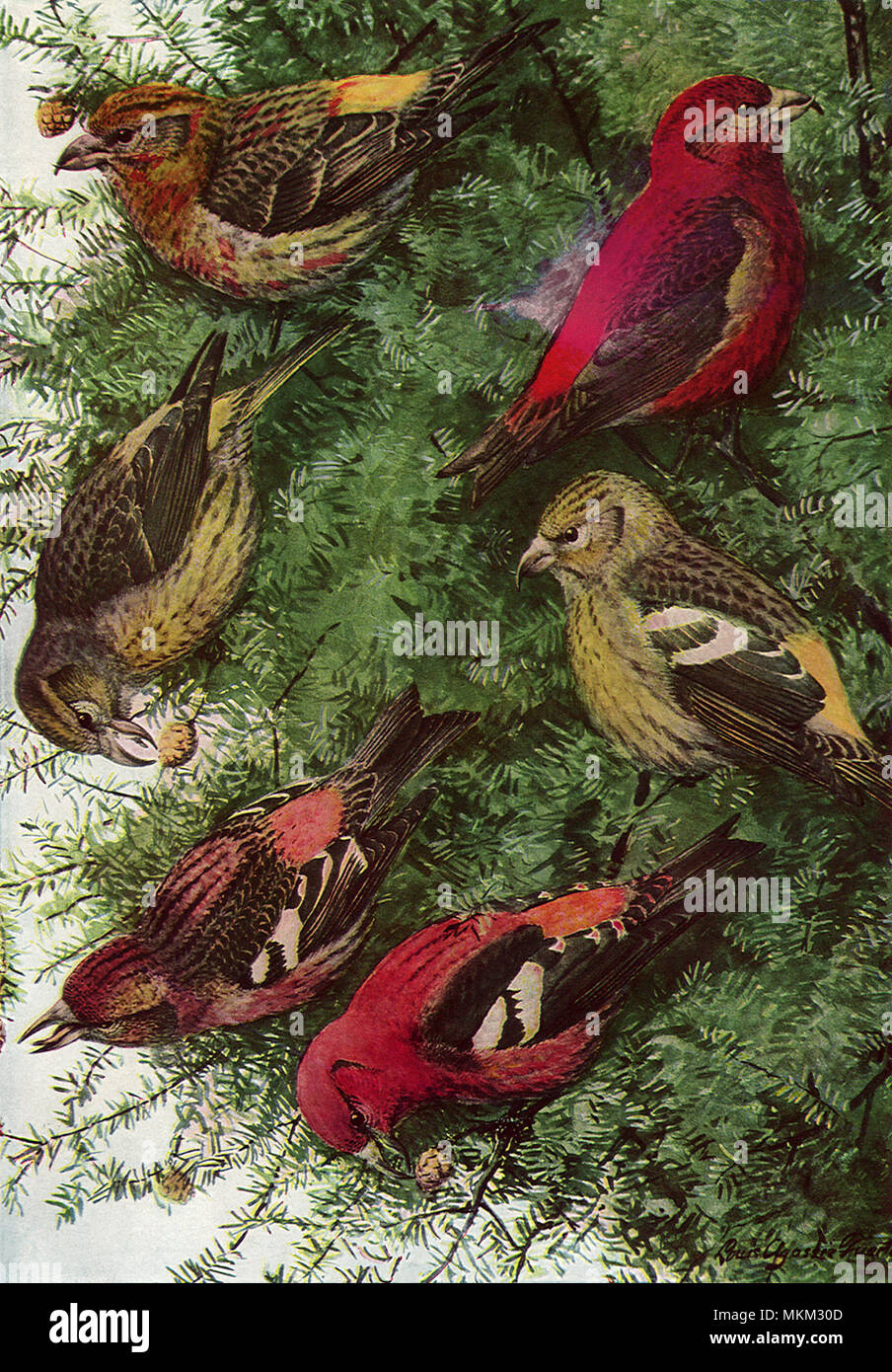 Crossbills hi-res stock photography and images - Alamy