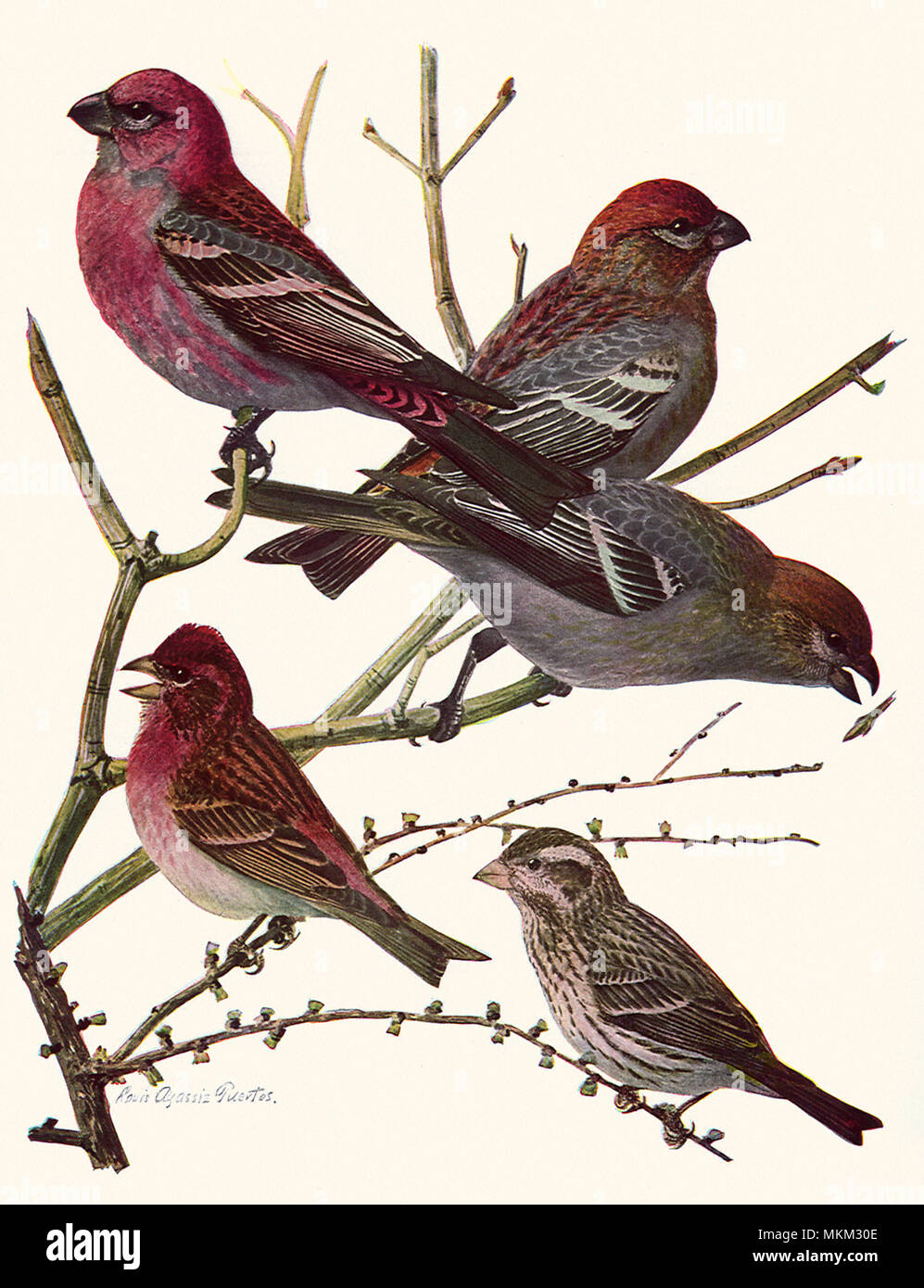 Grossbeak hi-res stock photography and images - Alamy