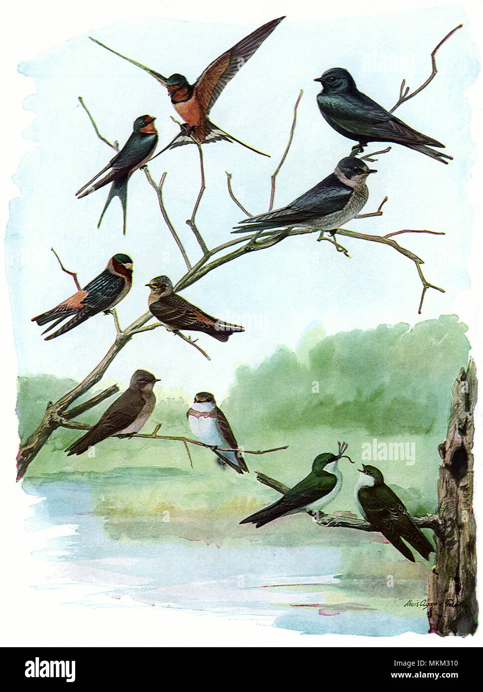 Tree Swallows Perch High Resolution Stock Photography and Images - Alamy