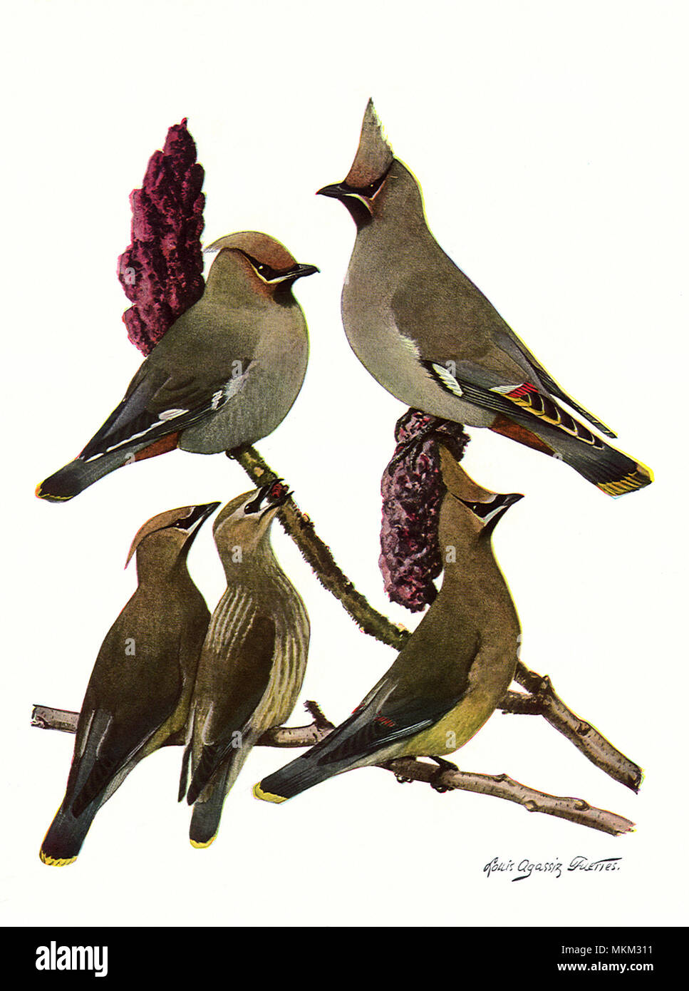 Female cedar waxwing hi-res stock photography and images - Alamy