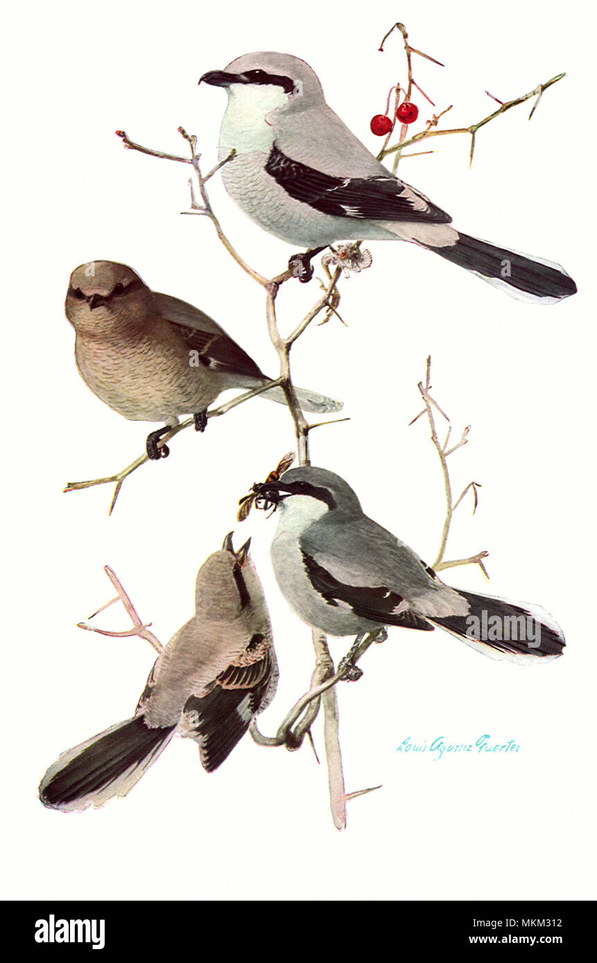 Bush shrikes hi-res stock photography and images - Alamy