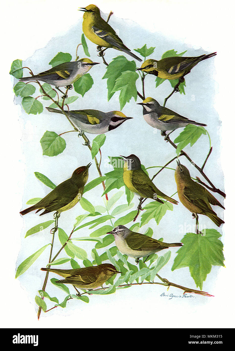 Warblers illustration Cut Out Stock Images & Pictures - Alamy