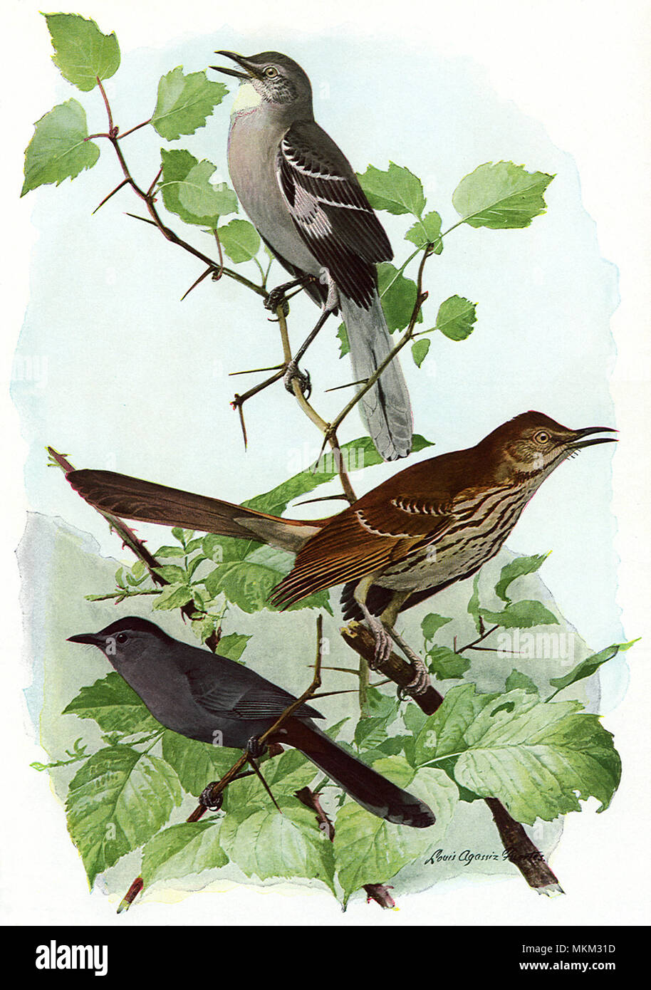 Wildlife mockingbird Cut Out Stock Images & Pictures - Alamy