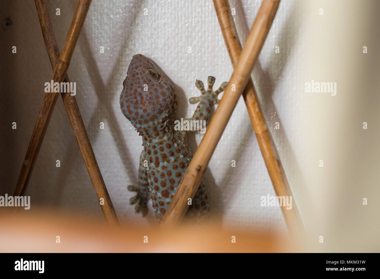 A large Tokay Gecko sitting in the wall. Koh Rong Samloem, Cambodia ...