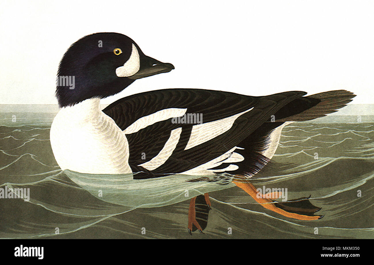 Golden duck hi-res stock photography and images - Alamy