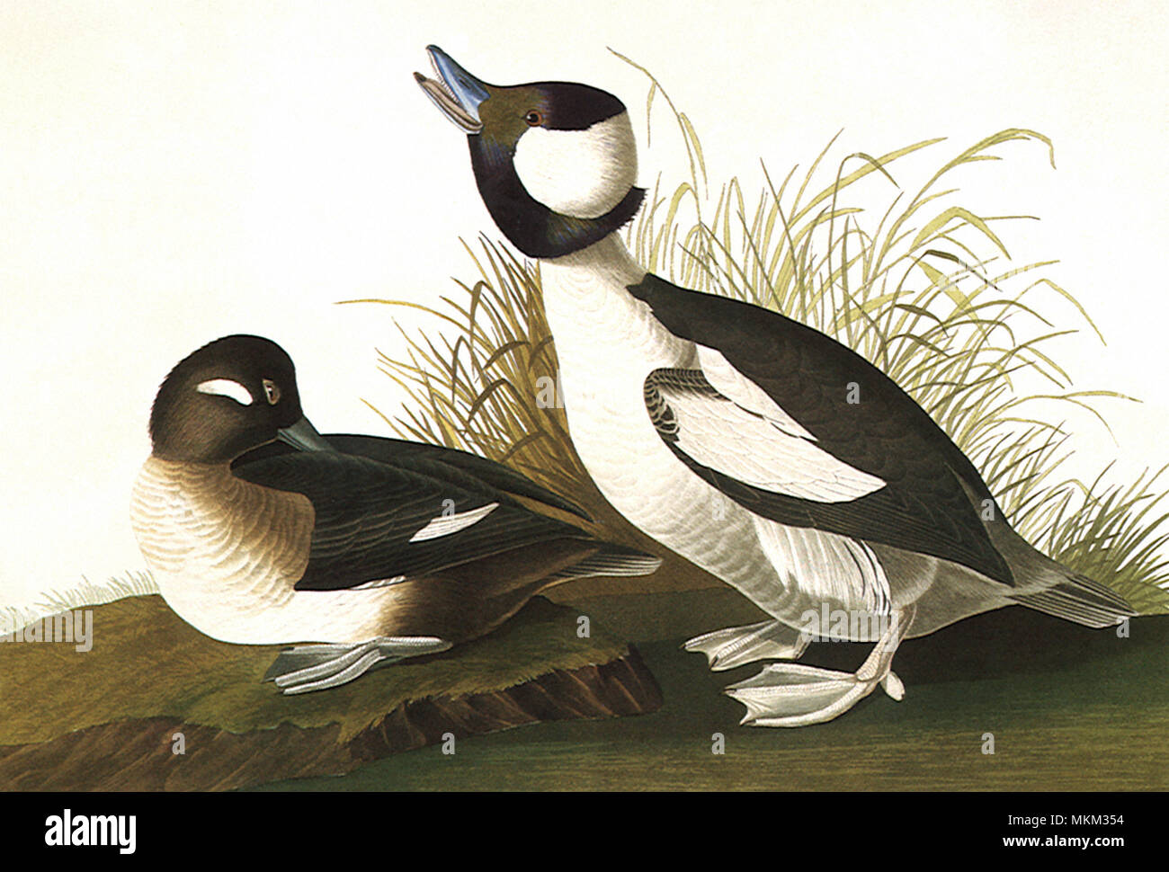 Buffel grasses hi-res stock photography and images - Alamy