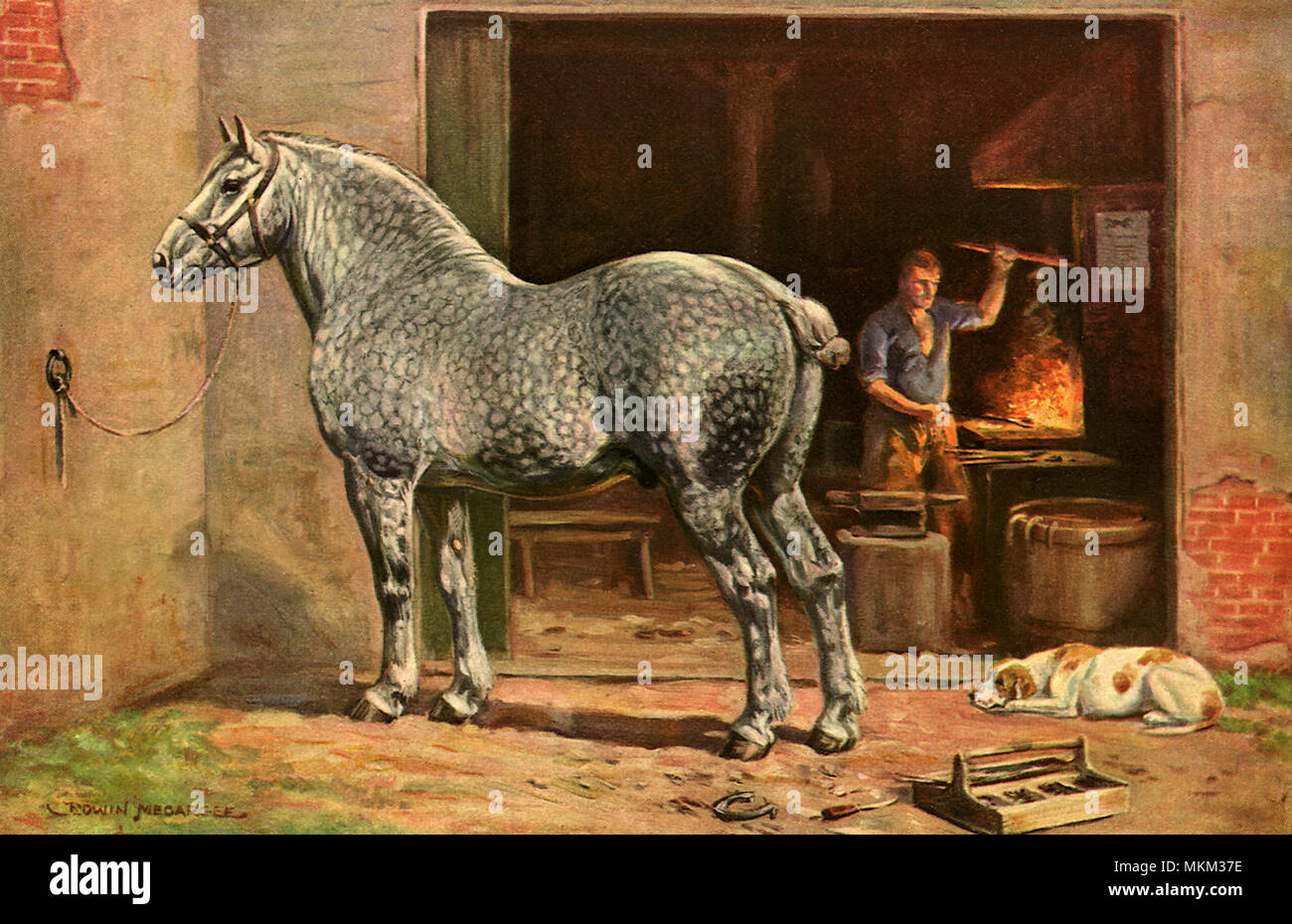 Dappled percheron horse percheron horse hi-res stock photography and ...