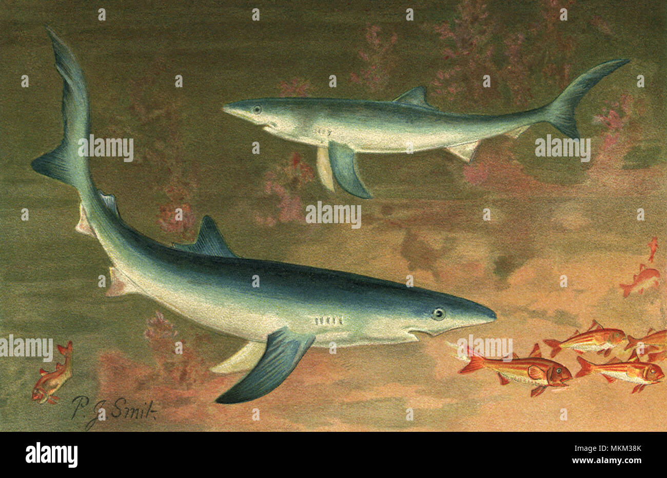 Two Blue Sharks Stock Photo - Alamy