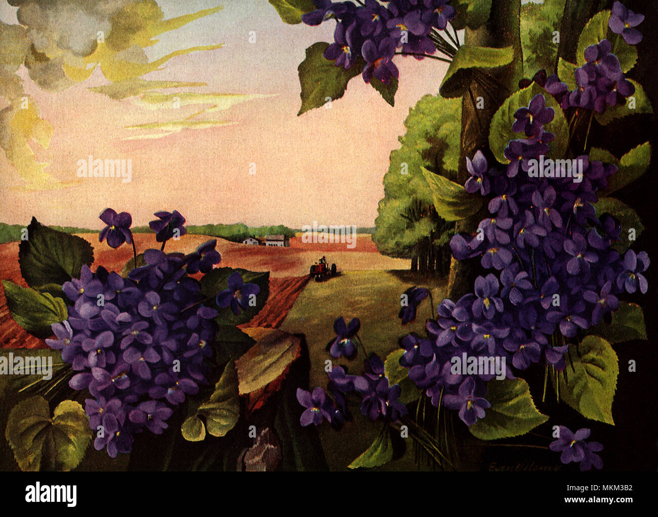 Farmer and Violets Stock Photo - Alamy