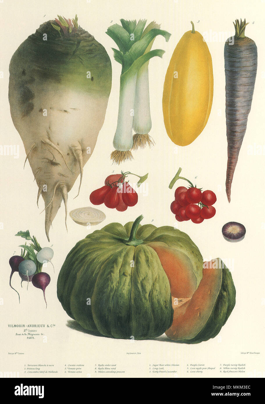 Mixed Produce Botanical Stock Photo - Alamy