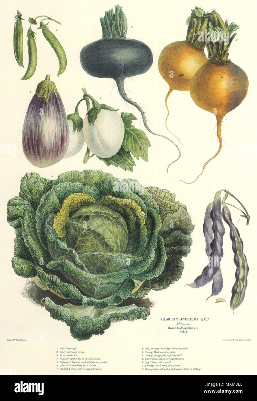 Vegetable kingdom hi-res stock photography and images - Alamy