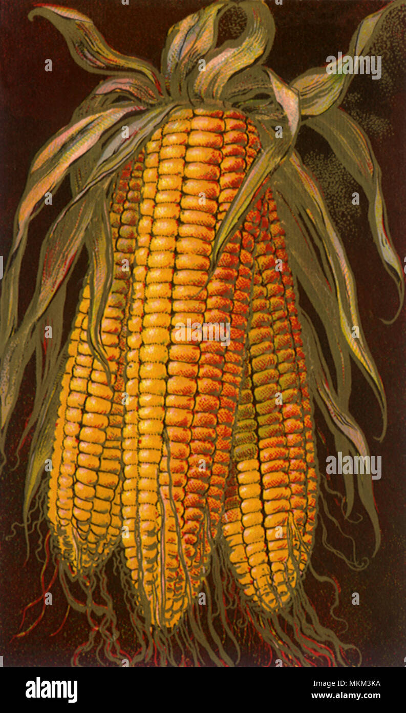 Three Ears of Corn Stock Photo - Alamy