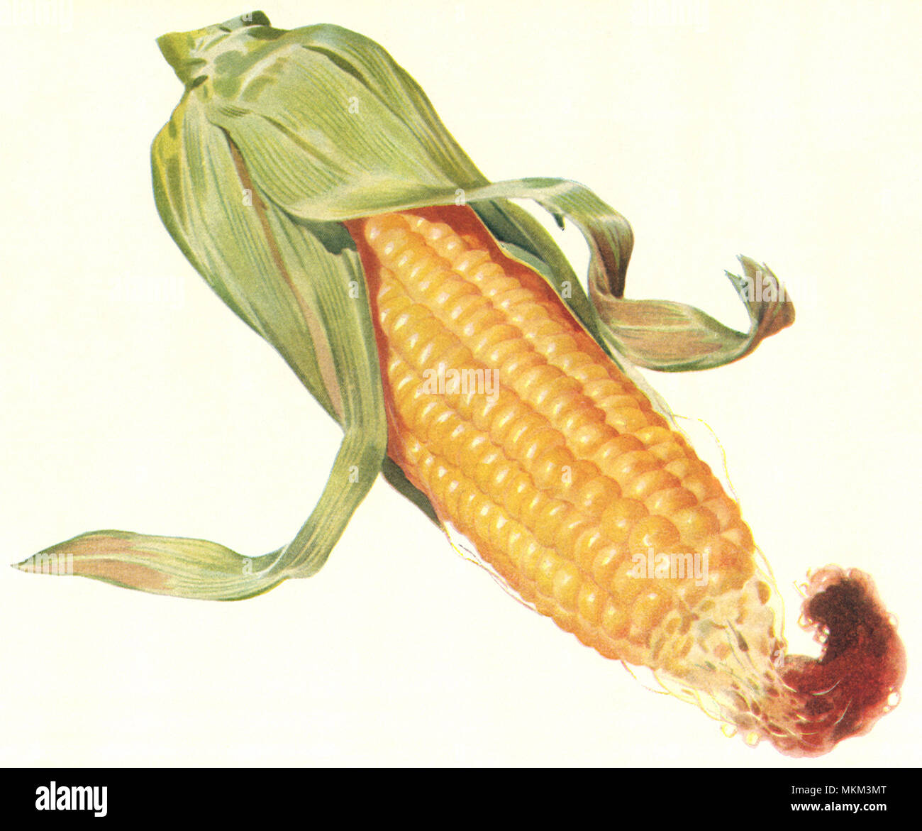 Ear of Corn Stock Photo - Alamy