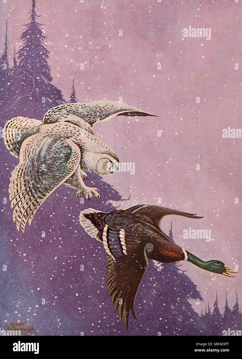 Mallard attack hi-res stock photography and images - Alamy