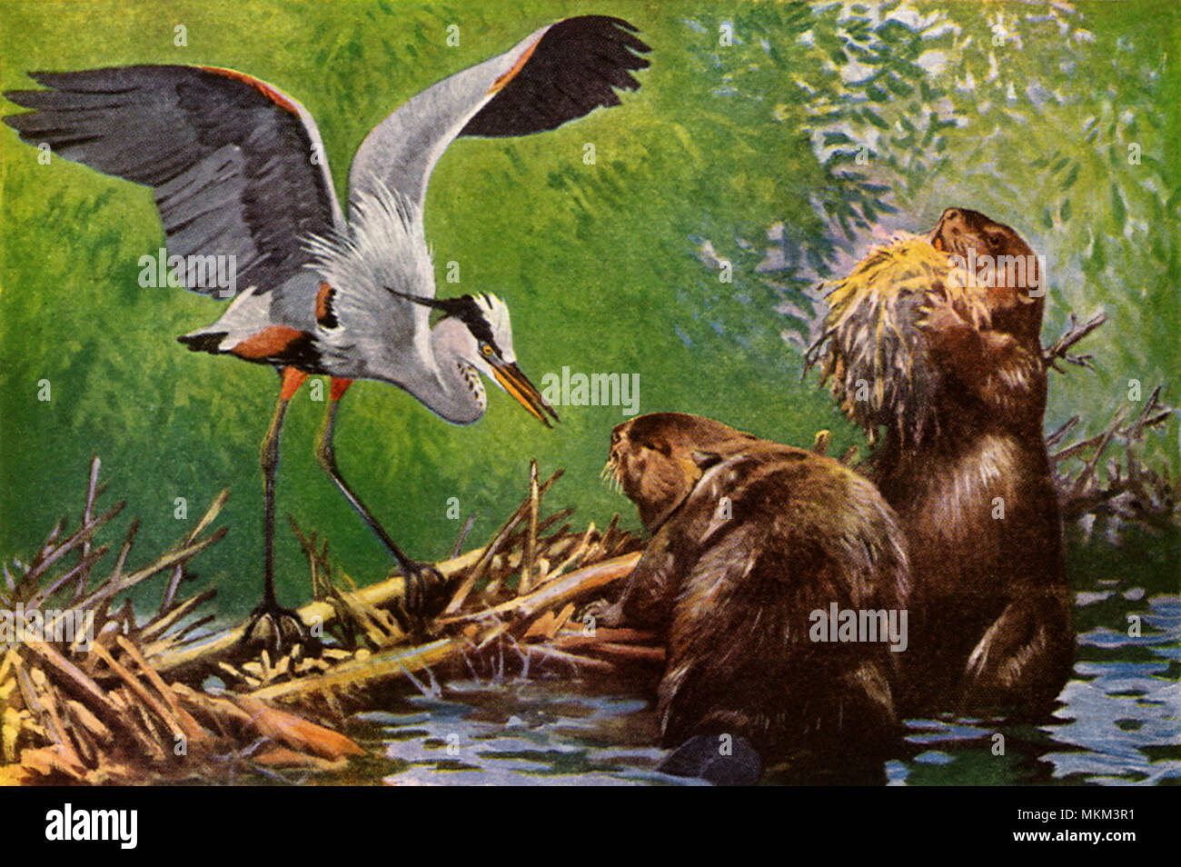 Busy animals hi-res stock photography and images - Alamy