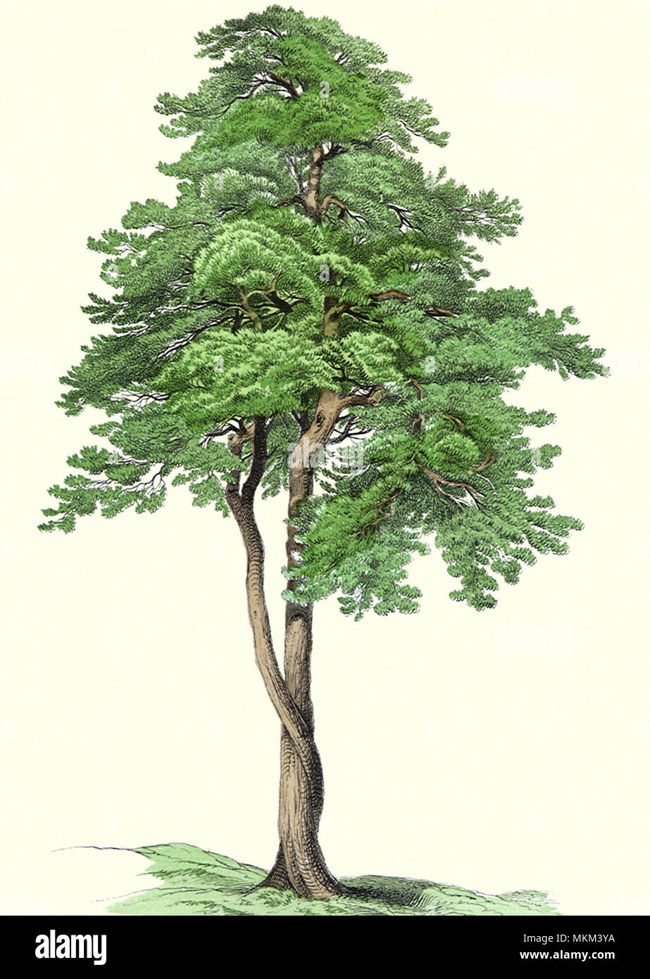 Entwined trees hi-res stock photography and images - Alamy